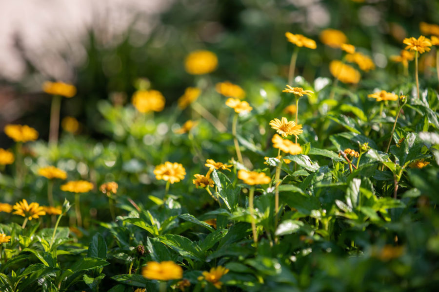 Native Flora Thrives in The Woodlands Hills - The Woodlands Hills